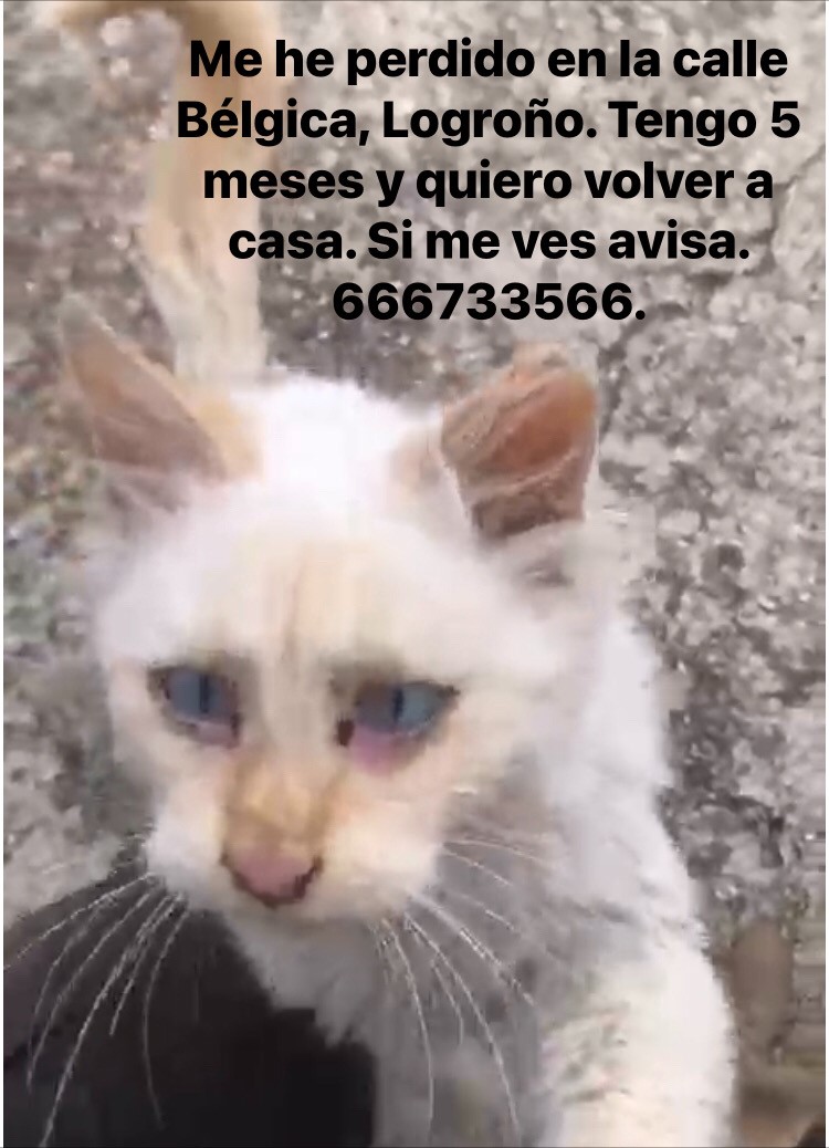 GATO PERDIDO EN LOGROÑO | Colegio Oficial de Veterinarios de La Rioja